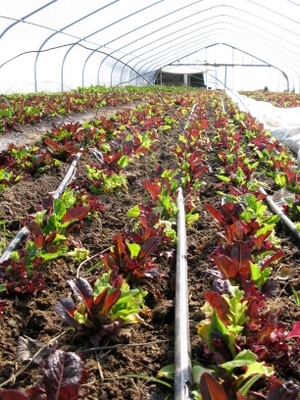 Important Update on NRCS High Tunnel Pilot Program - National ...