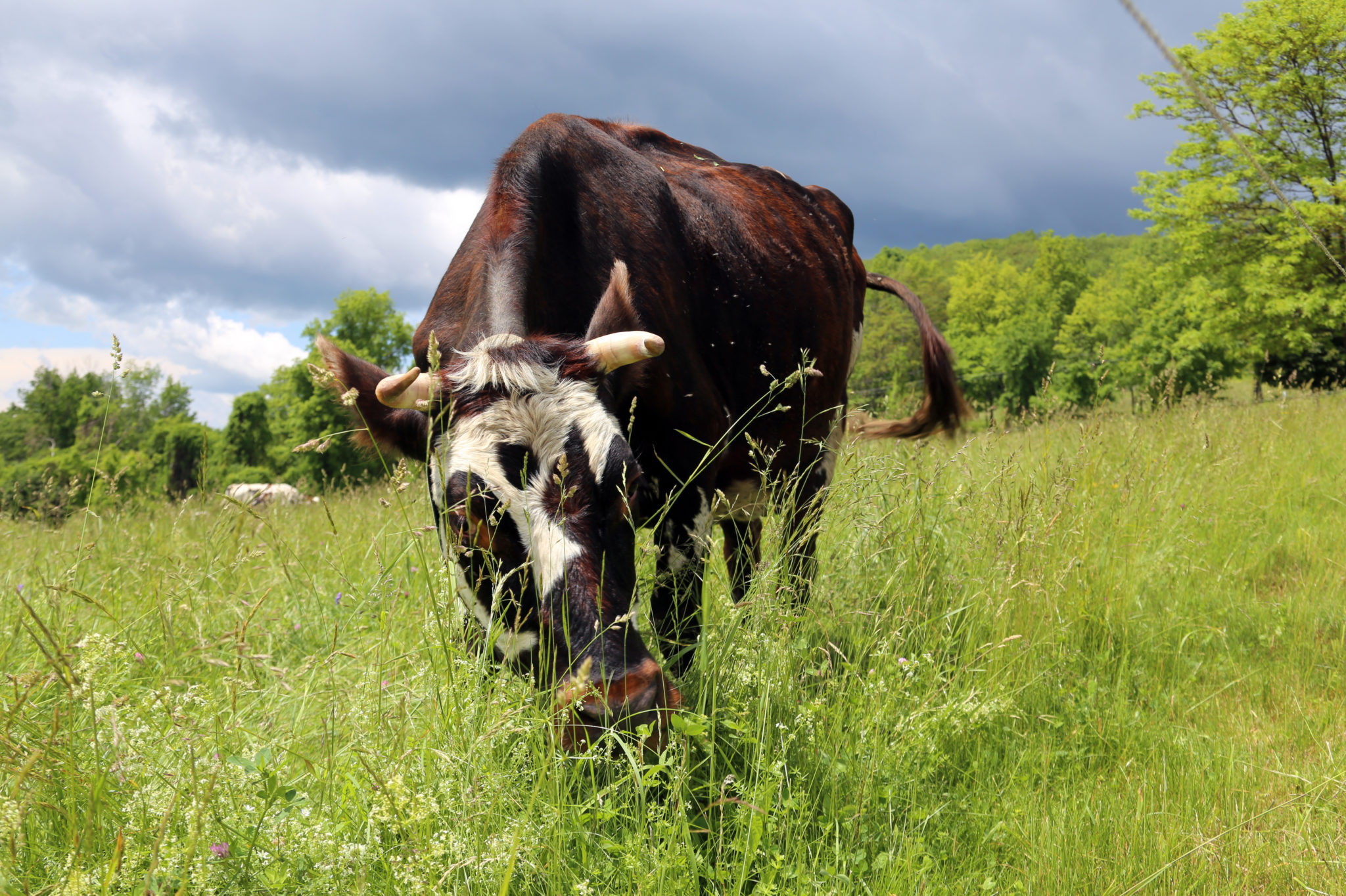 Grazing for Climate - National Sustainable Agriculture Coalition