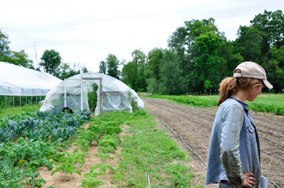 USDA Food Box Program Falls Short of Supporting Small Farms - National ...