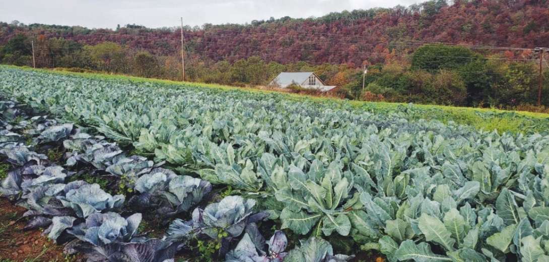 National Sustainable Agriculture Coalition - Supporting the economic ...