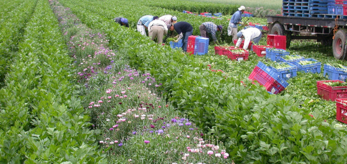 National Sustainable Agriculture Coalition - Supporting the economic ...