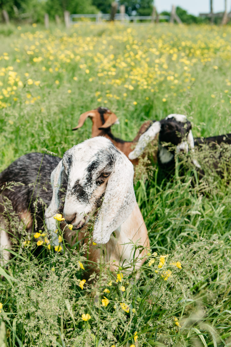 THE FUTURE OF CONSERVATION AND THE GRAZING REVOLUTION: FARMERS AND ...