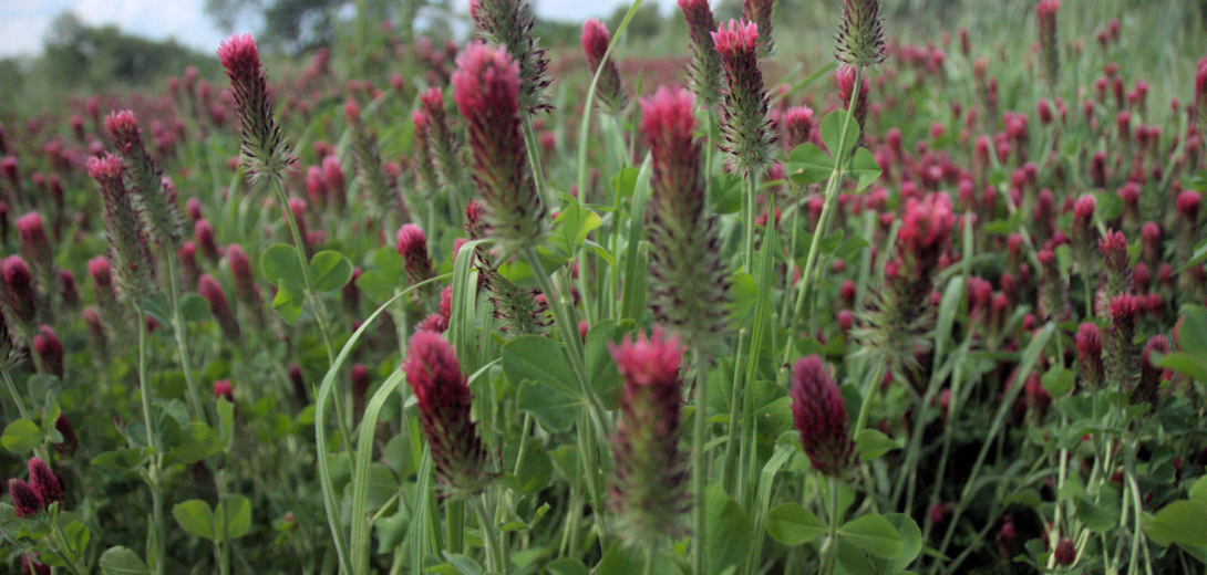 National Sustainable Agriculture Coalition - Supporting the economic ...