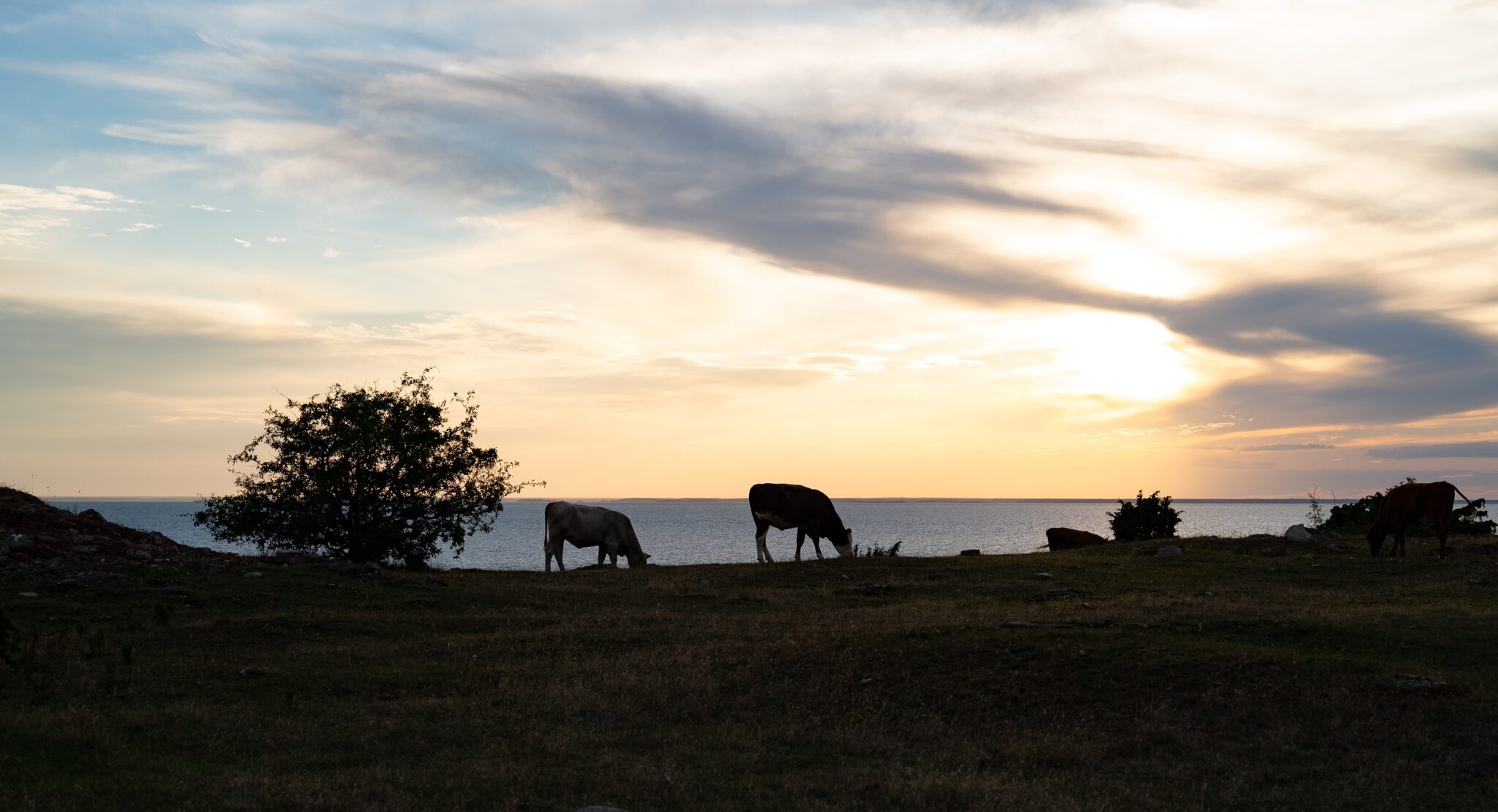 Grazing Lands Awards Bolster Sustainable Conservation Practices ...