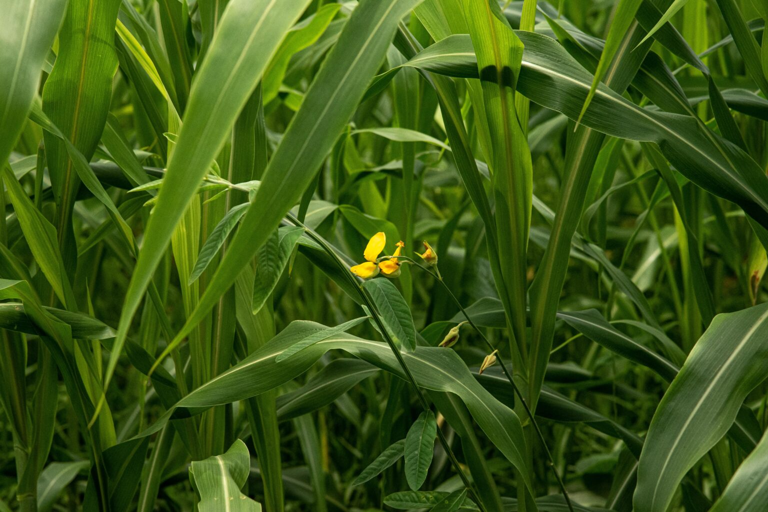 Agricultural Diversification: Practice and Policy - National ...