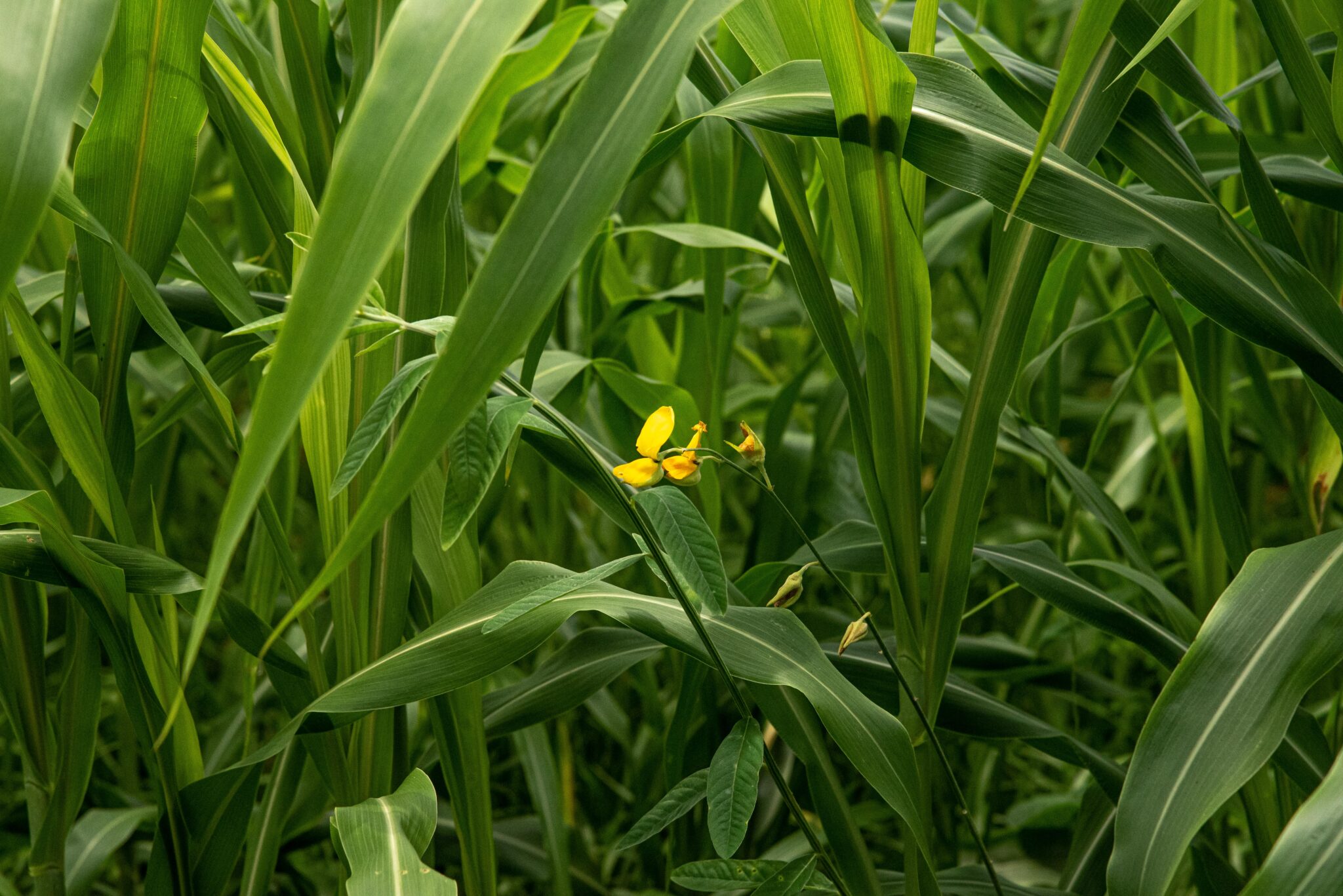 Agricultural Diversification: Practice and Policy - National ...