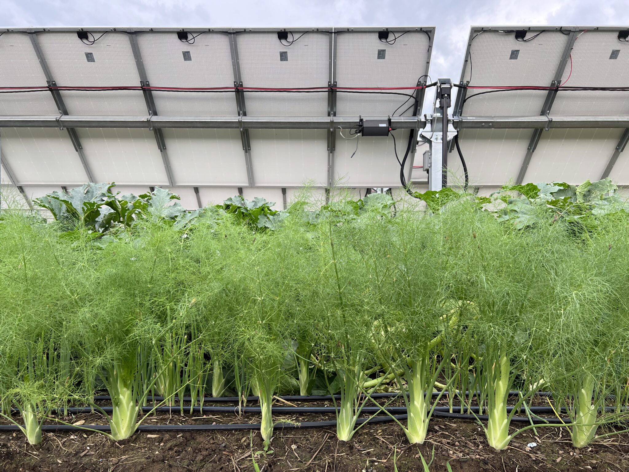 USDA Begins Releasing Frozen REAP Funding - National Sustainable ...